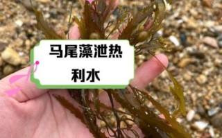 马尾藻哪些人不能吃_孕妇能吃吗