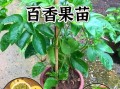 百香果苗多少钱一株_百香果苗价格影响因素