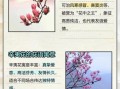 辛夷花的花语是什么_辛夷花适合送什么人