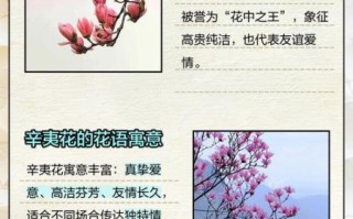 辛夷花的花语是什么_辛夷花适合送什么人