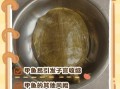 甲鱼哪些人不能吃_孕妇可以吃甲鱼吗