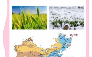 麦子什么时候种_麦子种植方法