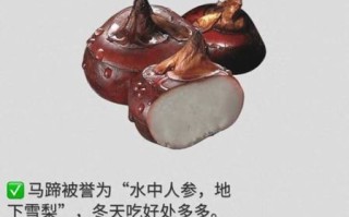 马蹄是什么样子_马蹄结构特征详解