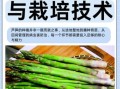 芦笋种植图片_如何种出高产芦笋