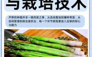 芦笋种植图片_如何种出高产芦笋
