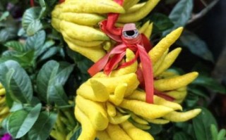 佛手多少钱一斤_新鲜佛手价格行情