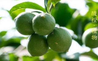 枳实与枳壳的区别_功效与用法差异