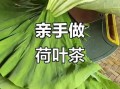 荷叶茶怎么制作_自己采摘荷叶做茶步骤