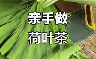 荷叶茶怎么制作_自己采摘荷叶做茶步骤