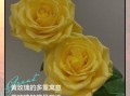 黄玫瑰花语是什么_黄玫瑰适合送谁