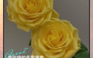 黄玫瑰花语是什么_黄玫瑰适合送谁