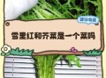 雪里红是什么菜_雪里红和雪菜的区别