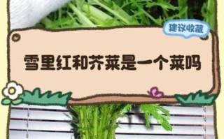 雪里红是什么菜_雪里红和雪菜的区别
