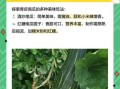 青皮小南瓜怎么挑选_青皮小南瓜营养价值