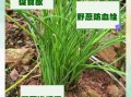 野葱图片作用与用途_野葱图片能做什么