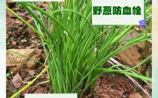 野葱图片作用与用途_野葱图片能做什么