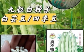白芸豆长什么样_白芸豆和四季豆区别