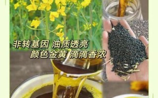 油菜籽油的功效与作用_适合什么人吃