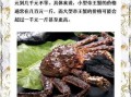 帝王蟹多少钱一斤青岛_青岛买帝王蟹哪里便宜