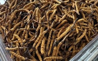 冬虫草多少一斤_正宗那曲虫草价格