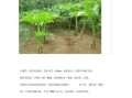 魔芋怎么种植_魔芋种植技术要点