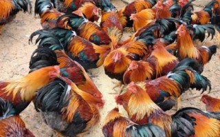 麻鸡图片大全_麻鸡长什么样