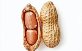 花生图片高清_如何挑选无水印素材