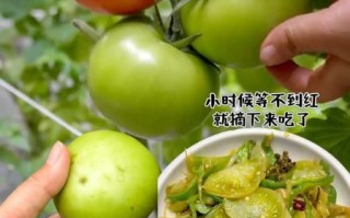 青番茄能炒着吃吗_青番茄炒着有毒吗