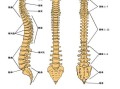 脊梁骨中间疼是怎么回事_脊梁骨中间疼怎么缓解