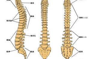 脊梁骨中间疼是怎么回事_脊梁骨中间疼怎么缓解