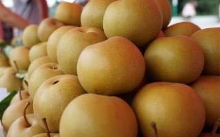 梨子品种有哪些_哪种梨子最好吃