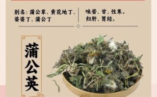 蒲公英的功效与作用_蒲公英的禁忌症