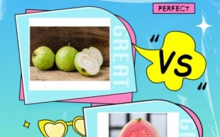 番石榴和芭乐的区别_番石榴和芭乐是同一种水果吗