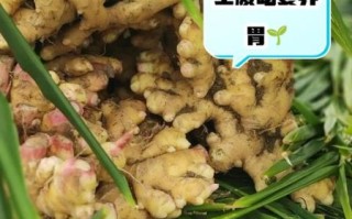 早上吃姜的正确方法_空腹吃姜好不好