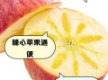 苹果糖心是怎么形成的_如何挑选正宗糖心苹果