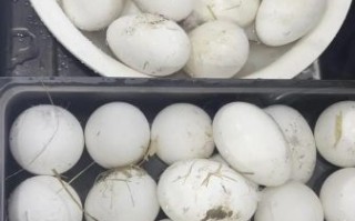腌鹅蛋的方法_腌鹅蛋的步骤窍门