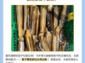 蛏子哪个部位不能吃_蛏子内脏怎么清理