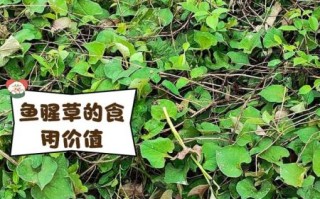 鱼腥草的功效与作用_鱼腥草能治什么病