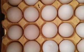 虫草鸡蛋是什么_虫草鸡蛋营养价值高吗