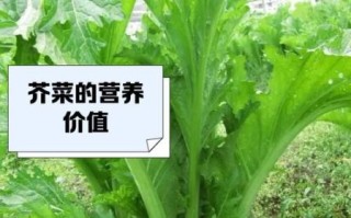 芥菜品种有哪些_芥菜图片怎么区分
