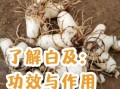 白及治什么病_白及的功效与作用
