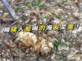 发菜肉丸汤怎么做_发菜肉丸汤的做法窍门