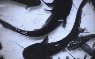 鲶鱼是世界上最脏的鱼_鲶鱼到底能不能吃