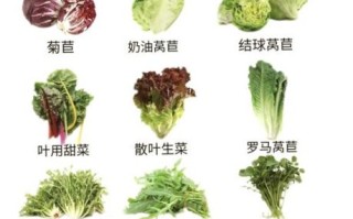 菜品种类大全图有哪些_如何快速看懂