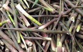 酸笋的做法_如何自制正宗广西酸笋