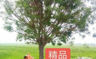 国槐价格多少钱一棵_国槐价格表2024