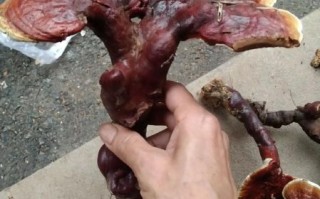 野生灵芝价格多少钱一斤_野生灵芝价格受哪些因素影响