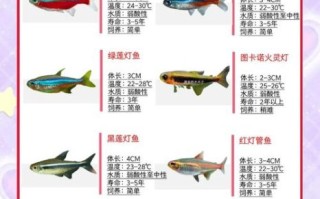 观赏鱼种类图片大全及名称_新手如何快速识别