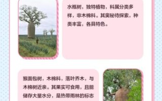 面包树和猴面包树区别_如何一眼分辨