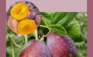 一天吃了20个西梅会怎样_西梅吃多了拉肚子怎么办